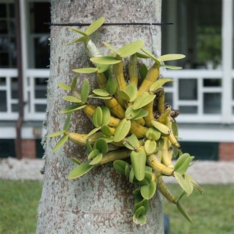 Stream Support Vector Decomposition By Gauravity Listen Online For