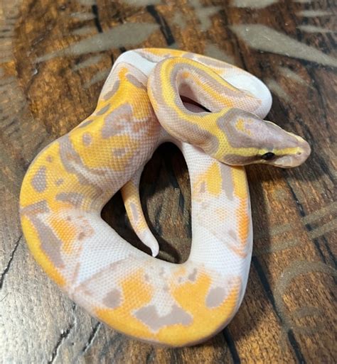 Super Enchi Banana Pie Bald Ball Python By Bandb Reptile