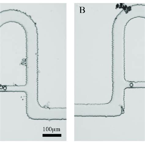 Micrographs Of 20 25μm Polystyrene Microbeads Trapped In Cavities A Download Scientific