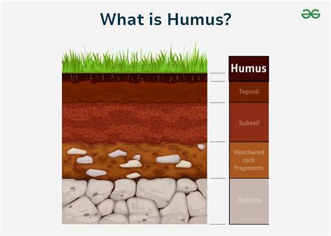 Humus Soil Humus Soil Stock Illustrations 2199 Humus Soil Stock
