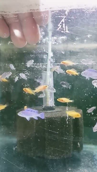 Trending Feedshorts Viralvideo Shortsvideo Aquarium Youtube