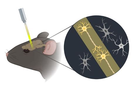 Optogenetics 2 Biorender Science Templates