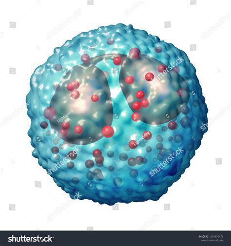 Eosinophil Over 1625 Royalty Free Licensable Stock Illustrations