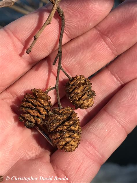 Alnus Glutinosa Illinois Botanizer