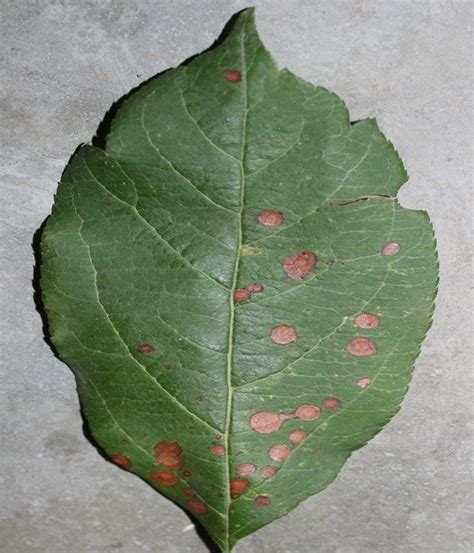 Apple Disease Detection Object Detection Dataset By Tan Workspace