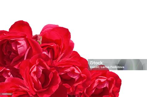 밝은 아름다운 빨간 장미의 꽃다발 텍스트 장소와 흰색 고립 된 배경에 닫습니다 빨강에 대한 스톡 사진 및 기타 이미지 빨강 0명 꽃 나무 Istock