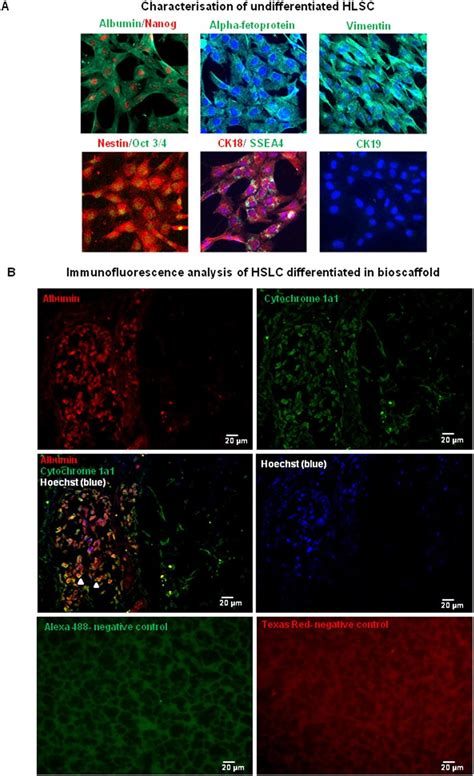 A Characterisation Of Hlsc A Undifferentiated Hlsc Grown In Chamber