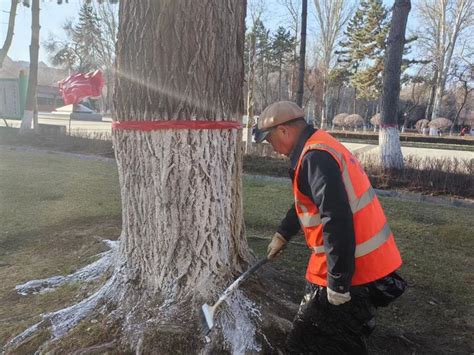树木涂白穿新衣 防虫治病又美颜 知乎