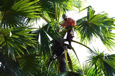 ထန်းတက်လုပ်ငန်းများ လုပ်ကိုင်သောထန်းတောင်သူများ ထန်းတက်ရန်ထန်းပင်ပြုပြင်ခြင်းများ စတင်ဆောင်ရွက