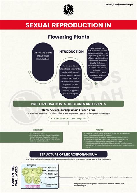 SOLUTION Sexual Reproduction In Flowering Plants Mind Map Studypool