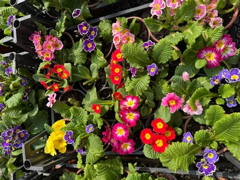 Florato ფურისულა 🌷1ლ Facebook