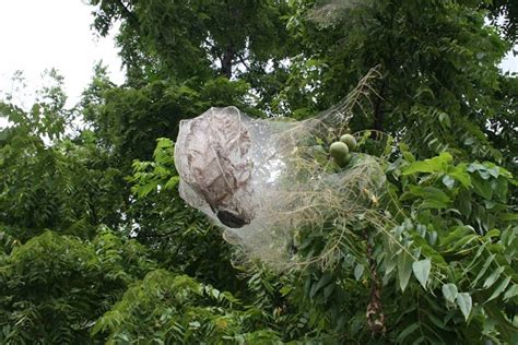 Fall Webworm Extension Entomology