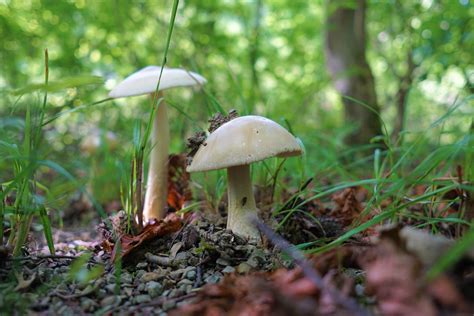 Saprophytic Plants Mushroom