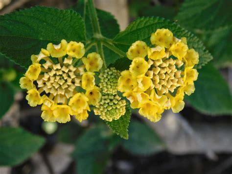 Download Flower Wallpaper