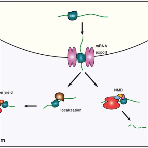 Schematic Description Of The Different Roles Played By The Download Scientific Diagram