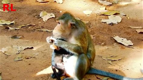 Monitos Lindos 199 Youtube