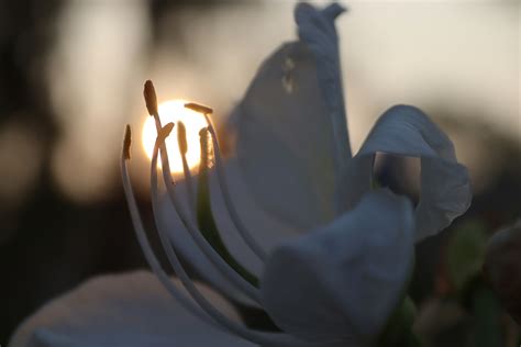 Trends In Atomic Radius