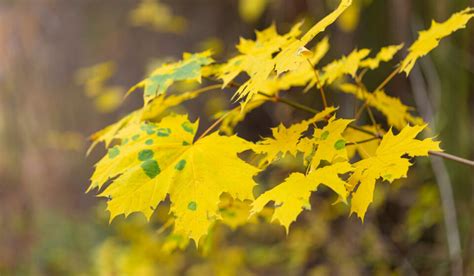15 Trees With Beautiful Yellow Leaves Crate And Basket