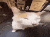 Bleh Cat Blehh  Bleh Cat Blehh Cat Discover And Share S