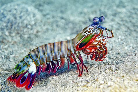 Mantis Shrimp Inspiring Facts