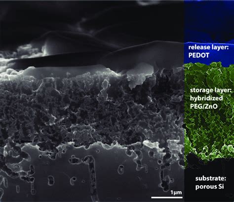 Cross Sectional Scanning Electron Microscopy Image Of The Release Download Scientific Diagram