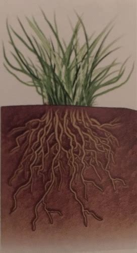 Pob2 Lab 5 Part 1 Flashcards Quizlet