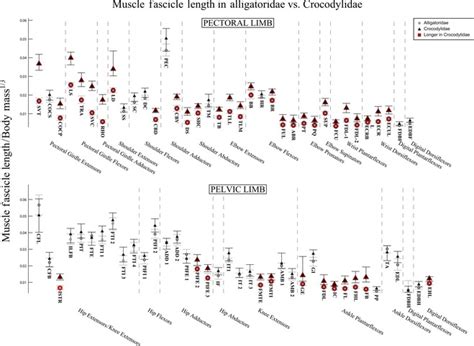 The 95 Confidence Intervals For Mean Limb Muscle Fascicle Lengths