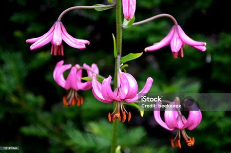 Lilium Martagon은 밝은 분홍색으로 보라색 빨간색 약간 살 어두운 반점이 점선 향기로운 꽃에 꽃피다 꽃에서 튀어 나온 보라색 색상에 어두운 긴 벨벳 스틱 0명에