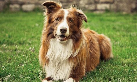 Border Collie Brown Border Collie Border Collie Colors Border Collies