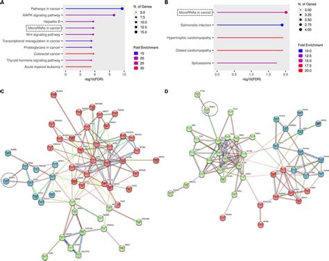 Functional Enrichment Analysis Of The Genes And Proteins Differentially Download Scientific