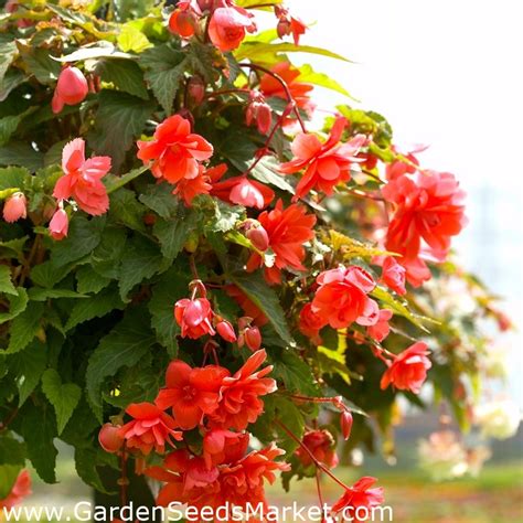Begonia Pendula Cascade Orange 2 Bulbs Garden Seeds Market Free Shipping