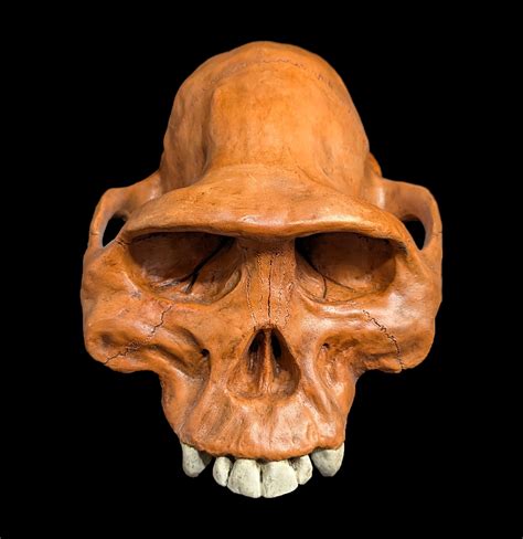 Australopithecus Afarensis Cranium Replica Paxton Gate