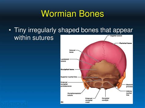 The Skeleton Ppt Download