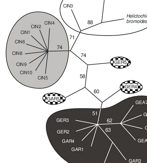 unrooted maximum parsimony dendrogram of cloned nuclear rdna its15 8s