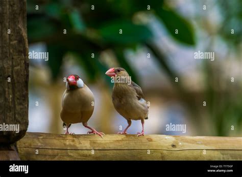 java rice sparrow couple together on a wooden pole male and female