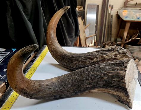 Premium Musk Ox Horns 16 Pair