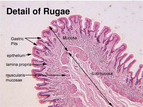 Stomach Histology Rugae