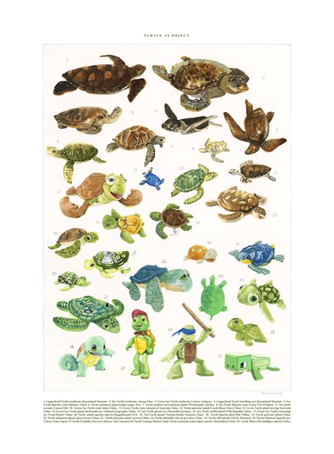 Turtle As Object Taxonomy Chart Deb Mostert