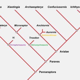 Pdf Why Do We Know That Birds Are Living Dinosaurs