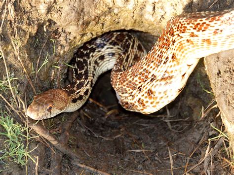 Gopher Snake Near Sandpiper Golf Course Edhat Gopher Snake Near Sandpiper Golf Course Edhat