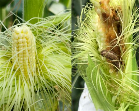 杭州瑞丰生物科技有限公司 中国农业生物技术领导者