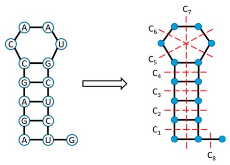 Simple Rna Structure