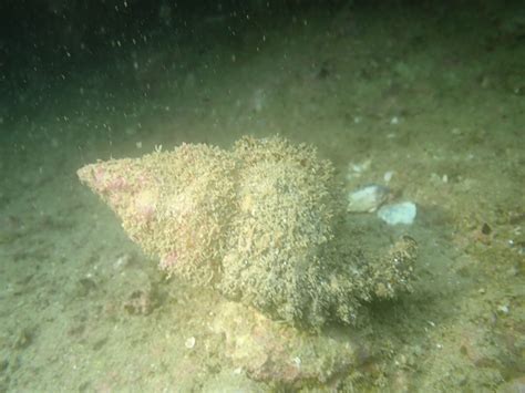 Chicoreus Torrefactus