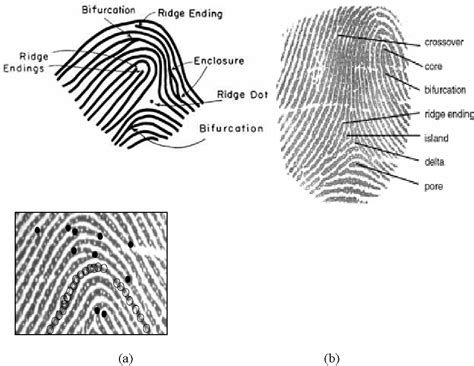 Figure 1 From Fingerprint Recognition Using Global And Local Structures