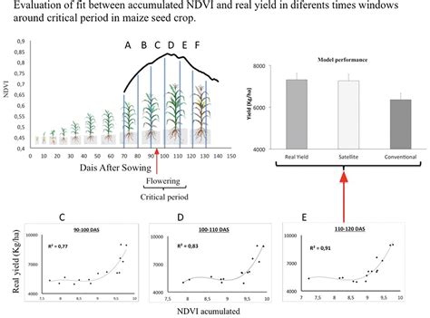 Maize Zea Mays L Yield Estimation Using High Spatial And Temporal