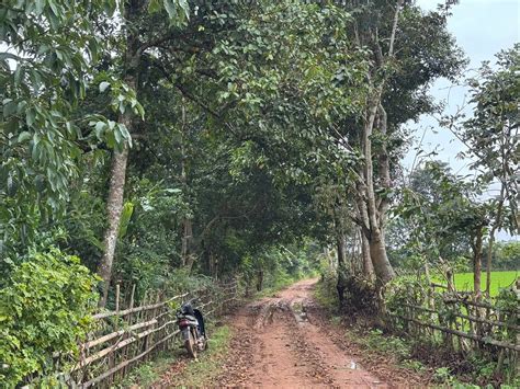 ရြာငံအလွ ကော်ဖီ အပင် ၈၀၀၀ ပါပြီးသားခြံလေး ရောင်းပေးပါရစေ အပင် ၆၀၀၀ က