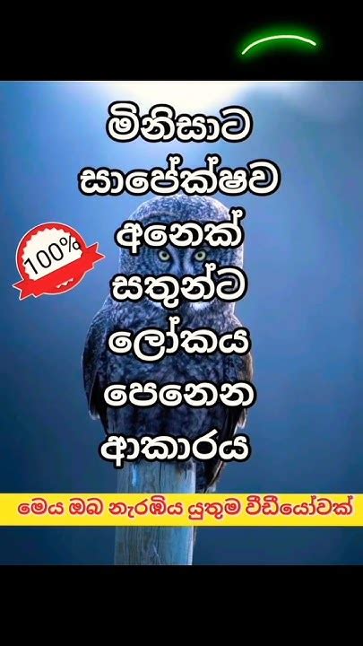 අනෙක් සතුන්ට ලෝකය පෙනෙන ආකාරය 🦬👈 Shortvideo Youtube