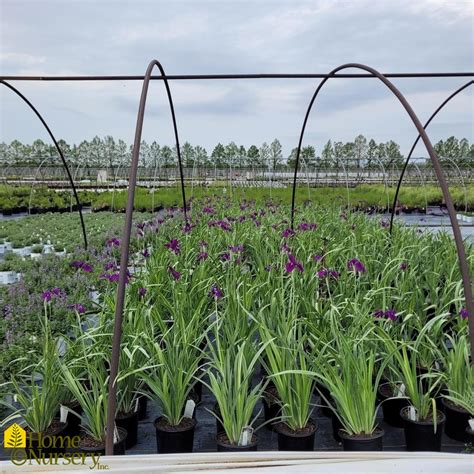 Iris Ensata Variegata Japanese Water Iris From Home Nursery