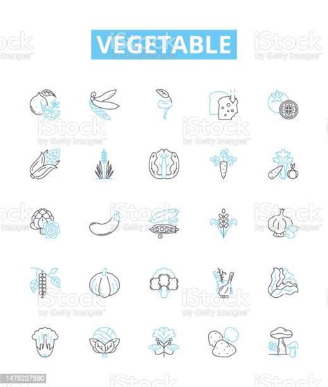 야채 벡터 선 아이콘을 설정합니다 완두콩 당근 셀러리 감자 브로콜리 무 셀러리 악 그림 개요 개념 기호 및 기호 가지 채소에 대한 스톡 벡터 아트 및 기타 이미지 Istock