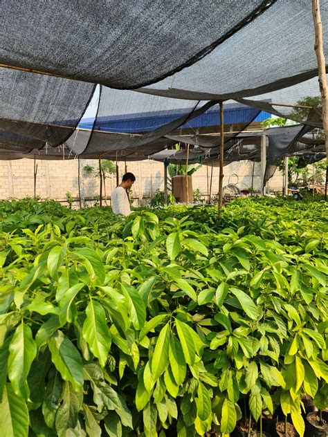 ຂາຍສົ່ງ ຂາຍຍ່ ຂາຍສົ່ງ ຂາຍຍ່ອຍໂຖປູກດອກໄມ້ ແລະ ຕົ້ນໄມ້ປະດັບ